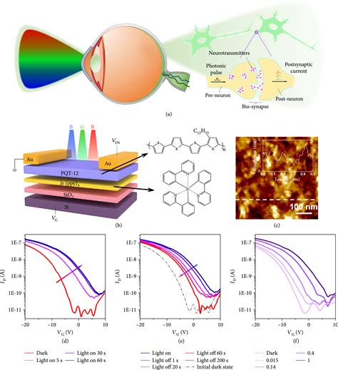 Retina Inspired Organic Heterojunction Based Optoelectronic Synapses