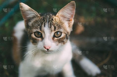 一只流浪猫的肖像