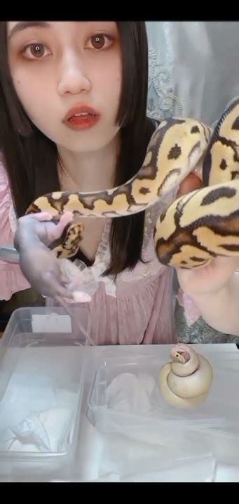 ពស់ លេបកណ្ដុរ Youtube