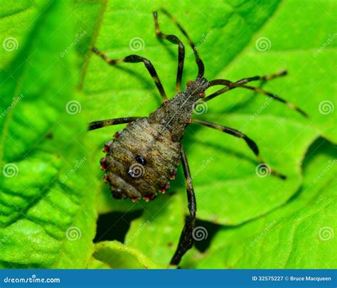 Assassin Bug Stock Image Image Of Assassin Wheel Predatory 32575227