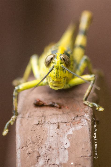 Grasshopper A Closer Look Kamal Mohideens Photography Flickr
