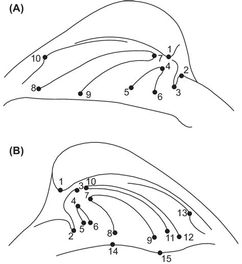 Landmark Configurations Used For The Lm Analysis And Hinge Morphospaces Download Scientific