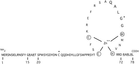 Schematic Representation Of The N‐terminal Amino Acid Sequence Of The Download Scientific