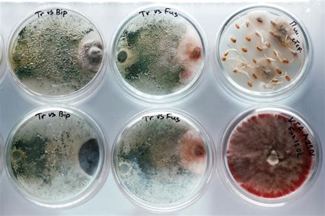 Premium Photo In The Row Trichoderma And Sclerotinia In The