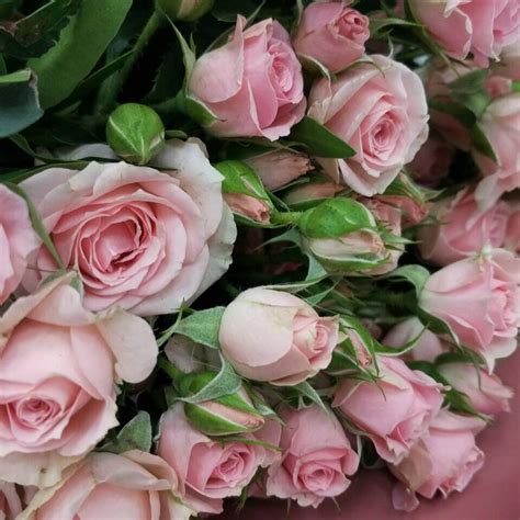 Sredicvetov Роз много не бывает 🌹🌹🌹 И наши клиенты доказывают это снова и снова 🐱 Заказать