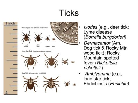 Ppt Sarcoptic Mange Powerpoint Presentation Free Download Id5462493