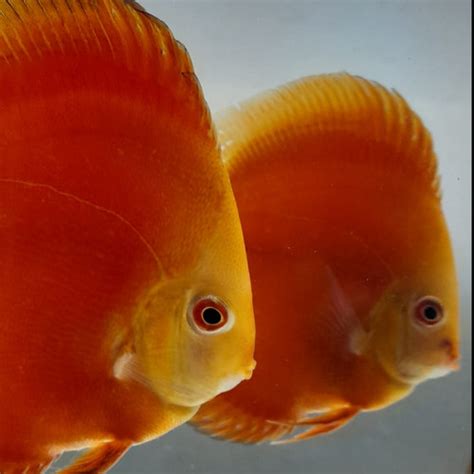 Jual Discus Red Melon 2inch IKAN DISCUS HIAS AIR TAWAR 1cm Tidak