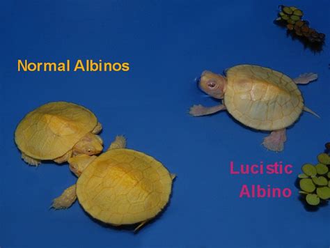 Leucistic Albino Red Eared Sliders For Sale The Turtle Source