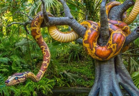 Jungle Cruise The Mickey Wiki Your Walt Disney World Encyclopedia