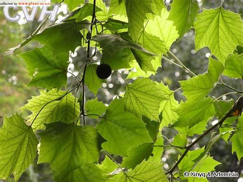 一球悬铃木Platanus occidentalis Linn 植物图片库 植物通