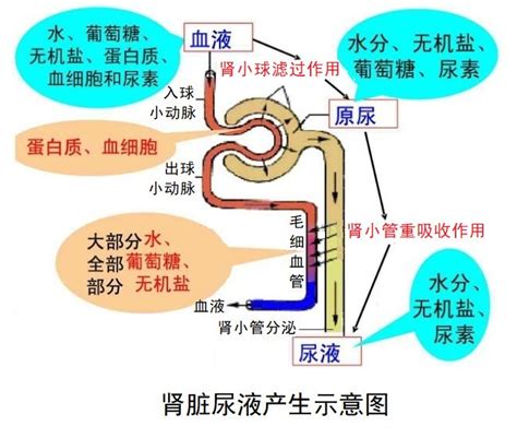 肾小管重吸收的物质 肾小管和集合管重吸收 大山谷图库
