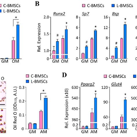 Lineage Differentiation Potential Of L Bmscs C Bmscs P1 And L Bmscs Download Scientific