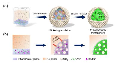 Pickering乳液模板构建生物刺激响应性蛋白质微球