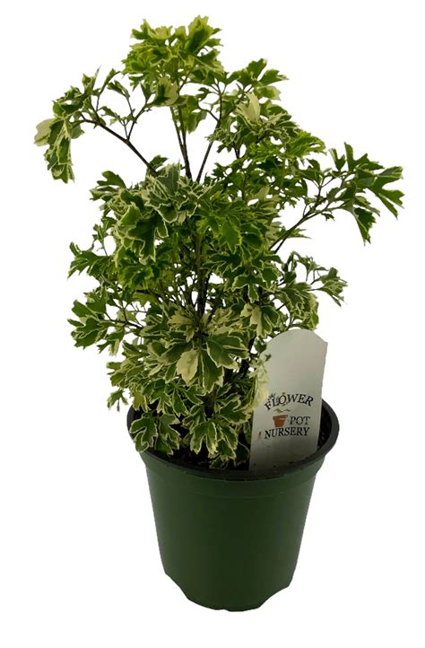 Flowerpotnursery Snowflake Aralia Polyscias Fruticosa Snowflake 4 Pot
