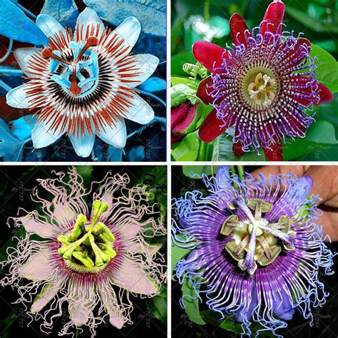 Mix 100 Seeds Passion Flower Passiflora Incarnata Certified Pure