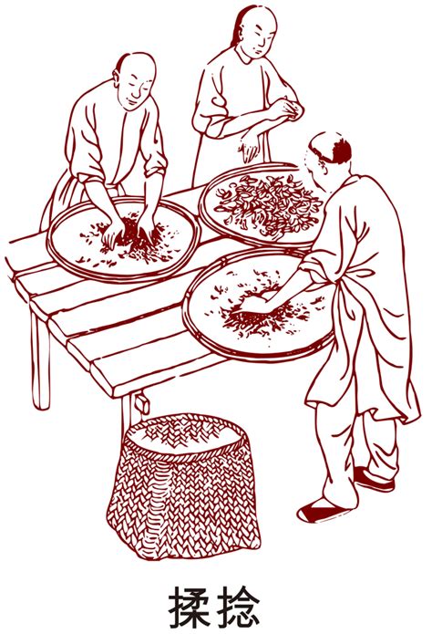 茶的制作过程