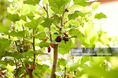 Imagen Verde Y Fresca Del Árbol De Morera Con Frutas Maduras En El ...