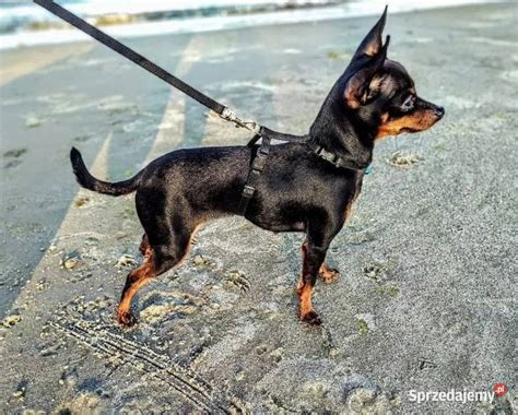 Ratlerek Miniaturka Prazsky Krysarik Praski Ratler Suwałki Sprzedajemypl