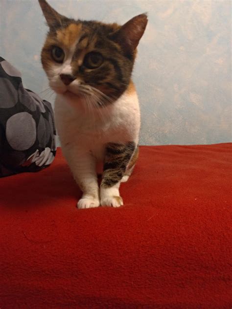 My Cat Just Passed Away Today Shes Been By My Side All My Life Now