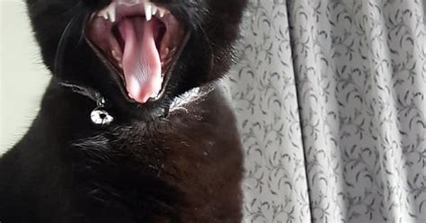 Girlfriends Cat Yawning Imgur