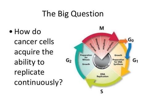 Hallmarks Of Cancer Sustained Proliferative Signaling