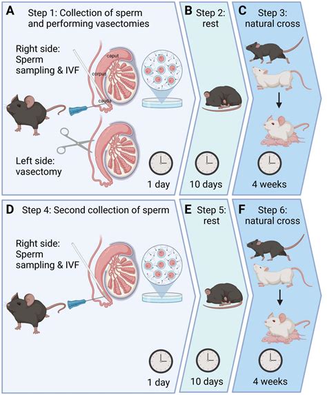 A Method For Multiple Sampling Mouse Sperm In Vivo†