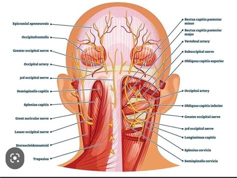 Does Heat Make Trigeminal Neuralgia Worse At Sebastian Nanson Blog