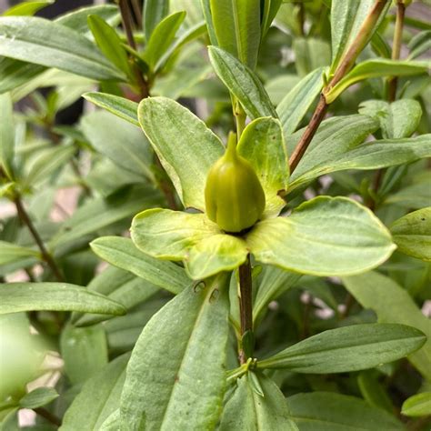 Hypericum Frondosum Sunburst ~ Sunburst St Johns Wort Gobuyplants