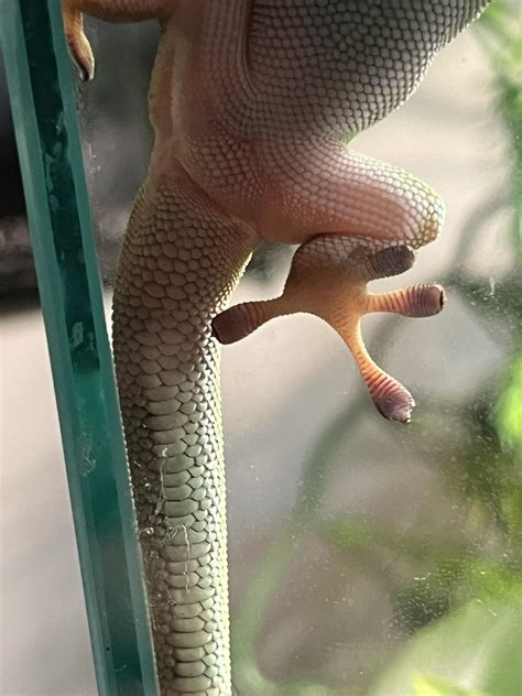 Any Help On The Sex Of My Day Gecko Rreptiles