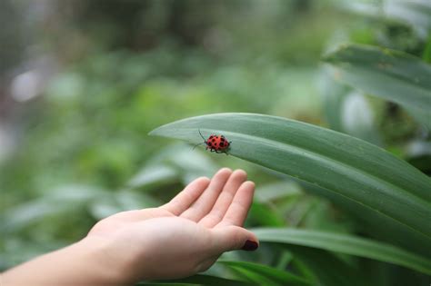 Insect Bug Hand Free Photo On Pixabay Pixabay