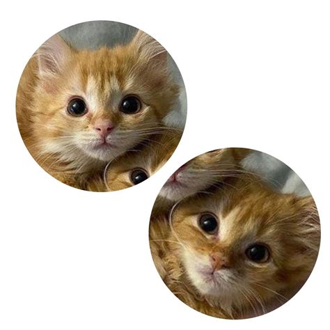 Matching Cat Pfps