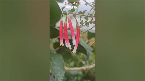 희순야생화 백매화 에파크리스 Youtube