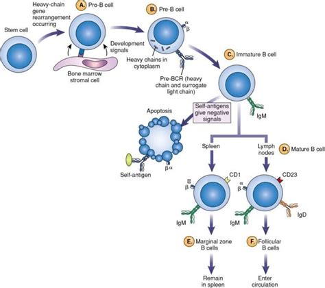 Adaptive Immunity T Cells B Cells And Immune Responses The Science Notes