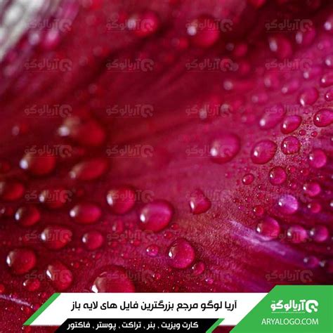 عکس گل با کیفیت 4k کد 180 آریا لوگو مرجع فایل های لایه باز