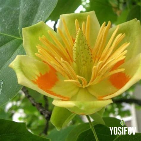 Японска вишна „Канзан“ Prunus Serrulata Kanzan Разсадник Йосифов