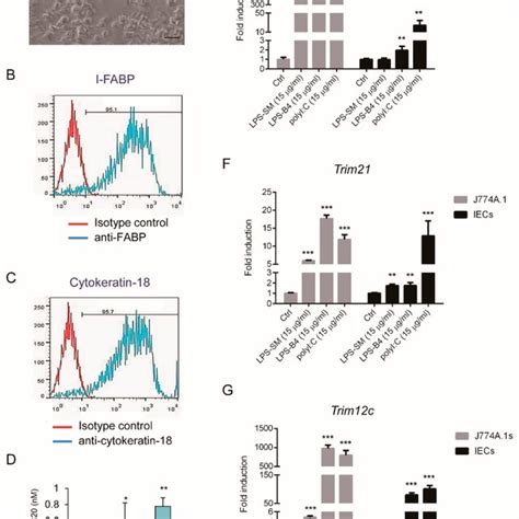Isolation And Cultivation Of Primary Mouse Intestinal Epithelial Cells