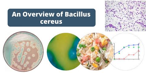 Bordetella Pertussis Habitat Morphology Pathogenesis Treatment