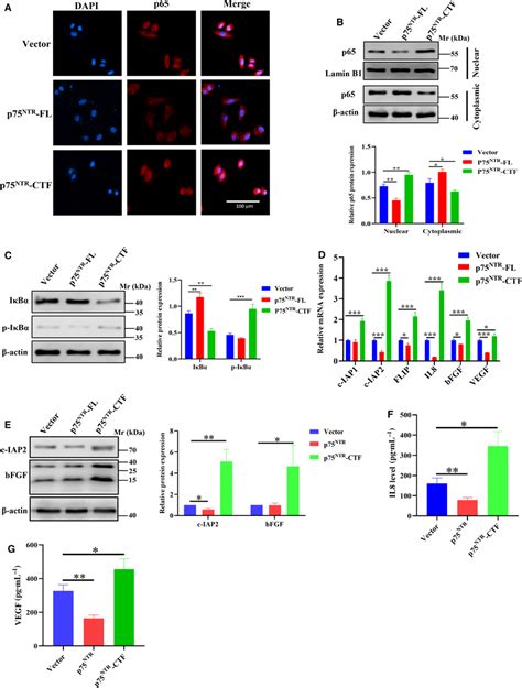Activation Of Nf‐κb Signaling Pathway By P75ntr‐ctf A Subcellular Download Scientific