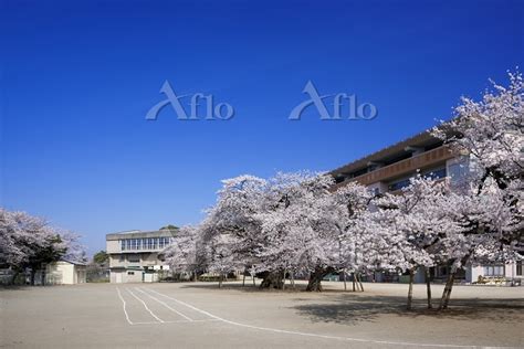 茨城県 真鍋小学校の桜 22914403 の写真素材 アフロ