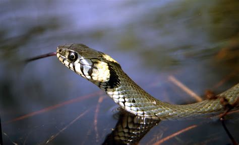 Biologia I Przyroda Kl 6 Rozmnażanie Się I Rozwój Różnorodność Gadów