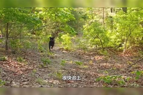 超高智商军犬立下无数功劳，却要被安乐死，结局很舒服军犬功劳结局
