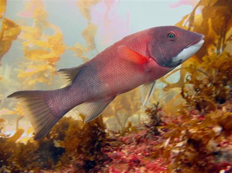 The Advantage Of Changing Sex In Fish Population Recovery Science Codex
