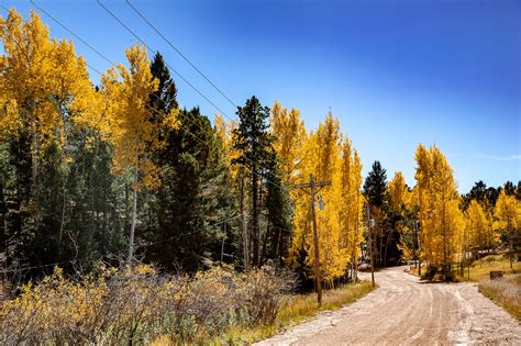 Colorado Autunno Pioppo Tremulo Foto Gratis Su Pixabay Pixabay
