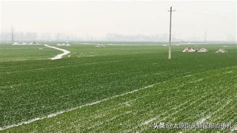 實拍雪後的農村麥田密密麻麻的墳頭很搶眼 每日頭條