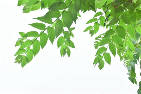 열대 열대 우림 단풍 식물 와 정글 나무의 자연 프레임은 클리핑 경로와 흰색 배경에 고립 된 야생에서 성장 0명에 대한 스톡