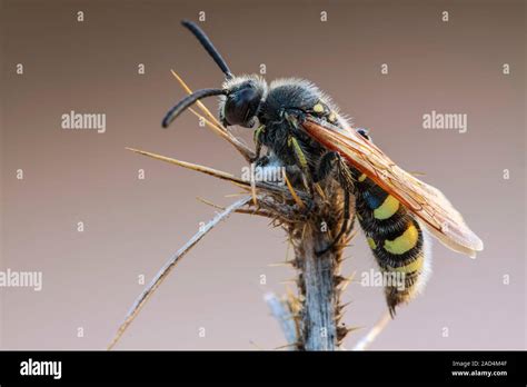 Scoliid Wasp Colpa Sexmaculata Resting On A Plant Scoliid Wasps
