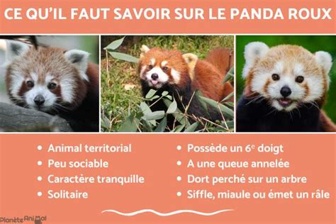 Ce qu il faut savoir sur le PANDA ROUX Caractère comportement