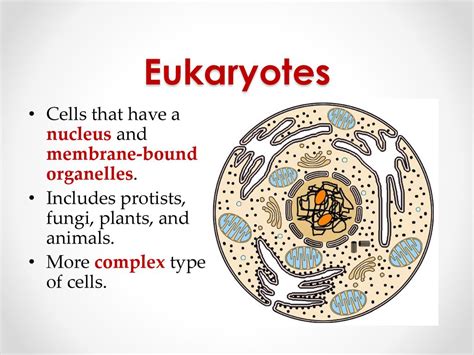 Cell Structure And Movement Ppt Download