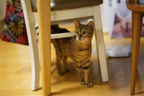 예지를 입양하세요🧡 On Twitter 🚨입양처 구합니다 유기묘 구조 중성화 완료 묘연을 느끼신다면 문의주세요 ️예지뱅갈고양이여아 1~5살추정 35kg