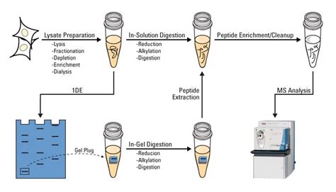 Sample Preparation For Mass Spectrometry Thermo Fisher Scientific Pk